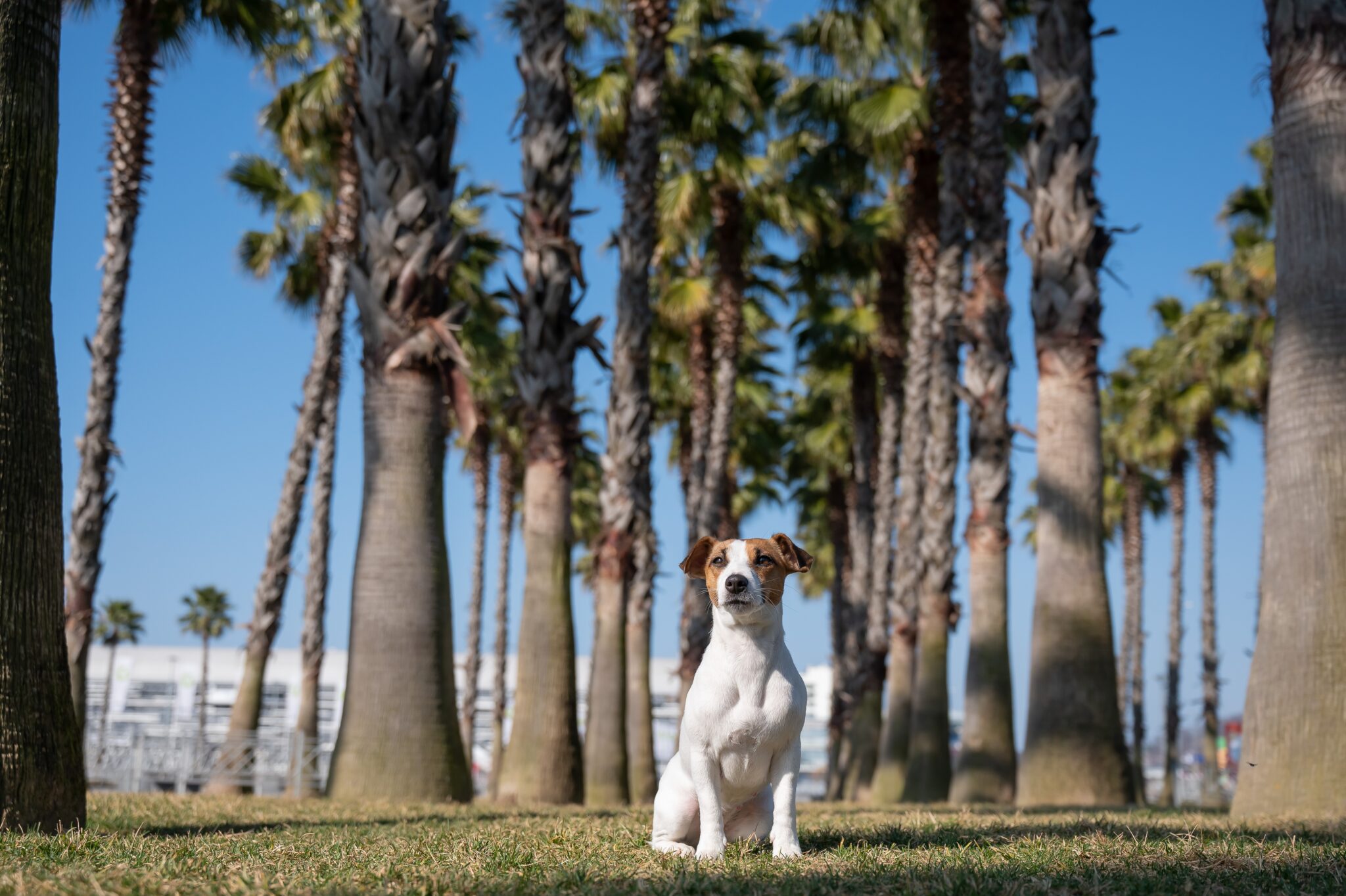 Home - Pets Global